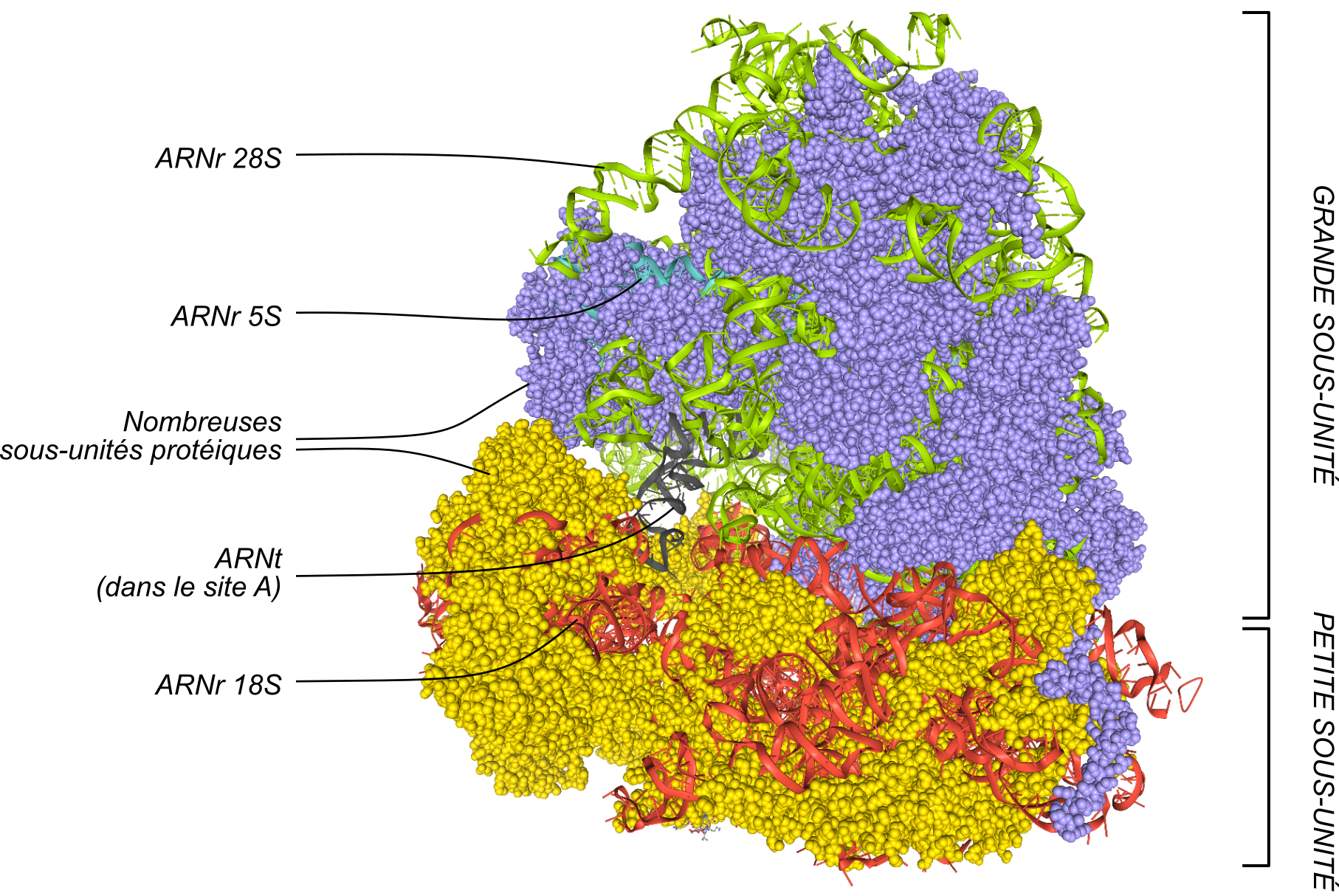 Structure d’un ribosome cytosolique humain | Planet-Vie